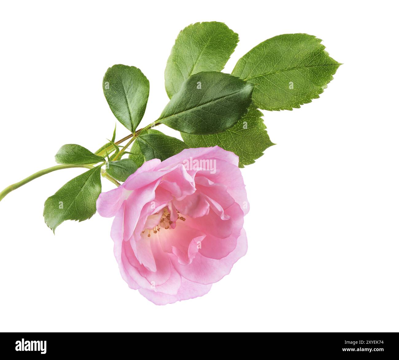 Roses on branch in Cut Out Stock Images & Pictures - Alamy