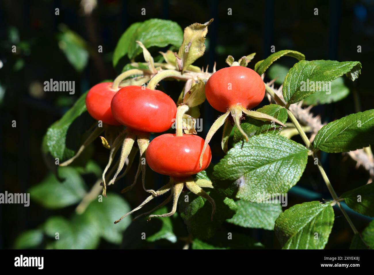 Fruiting rosehip bush hi-res stock photography and images - Alamy