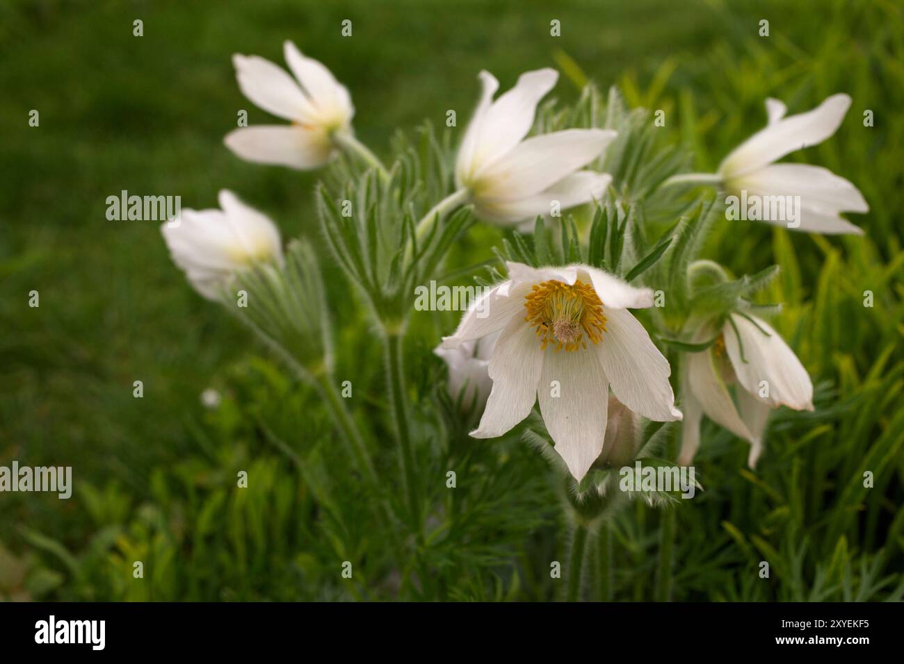 White Pasque Flowers in a cottage garden in London, UK Stock Photo - Alamy