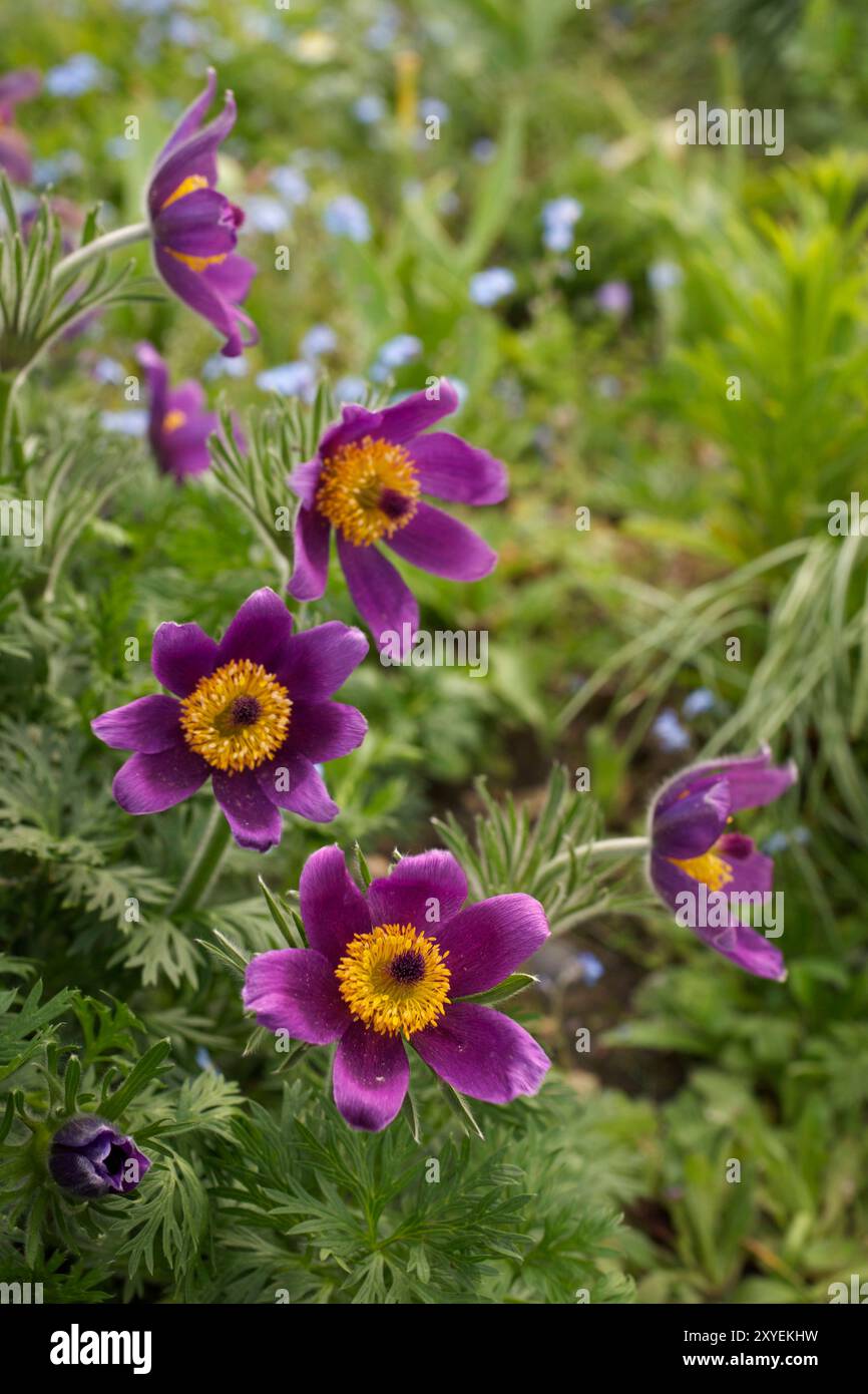 Pasque Flowers in a cottage garden in London, UK Stock Photo - Alamy