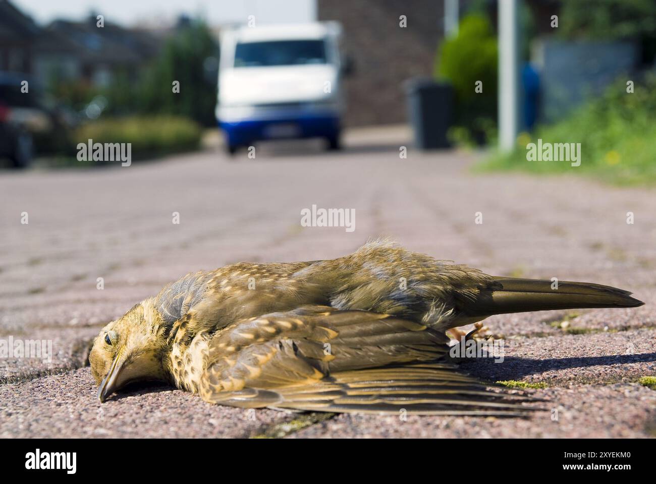 Small dead bird lies hi-res stock photography and images - Alamy