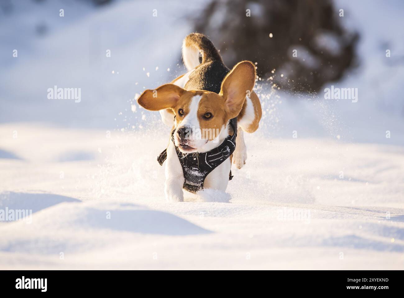 Leaping looking at camera hi-res stock photography and images - Alamy
