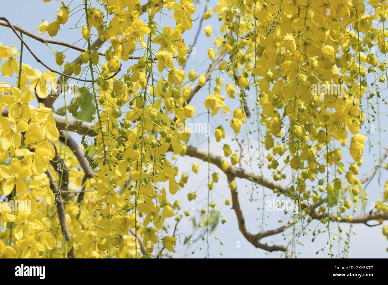 Golden shower (Cassia fistula) tree, Golden Rain Tree, Amaltas Stock Photo - Alamy