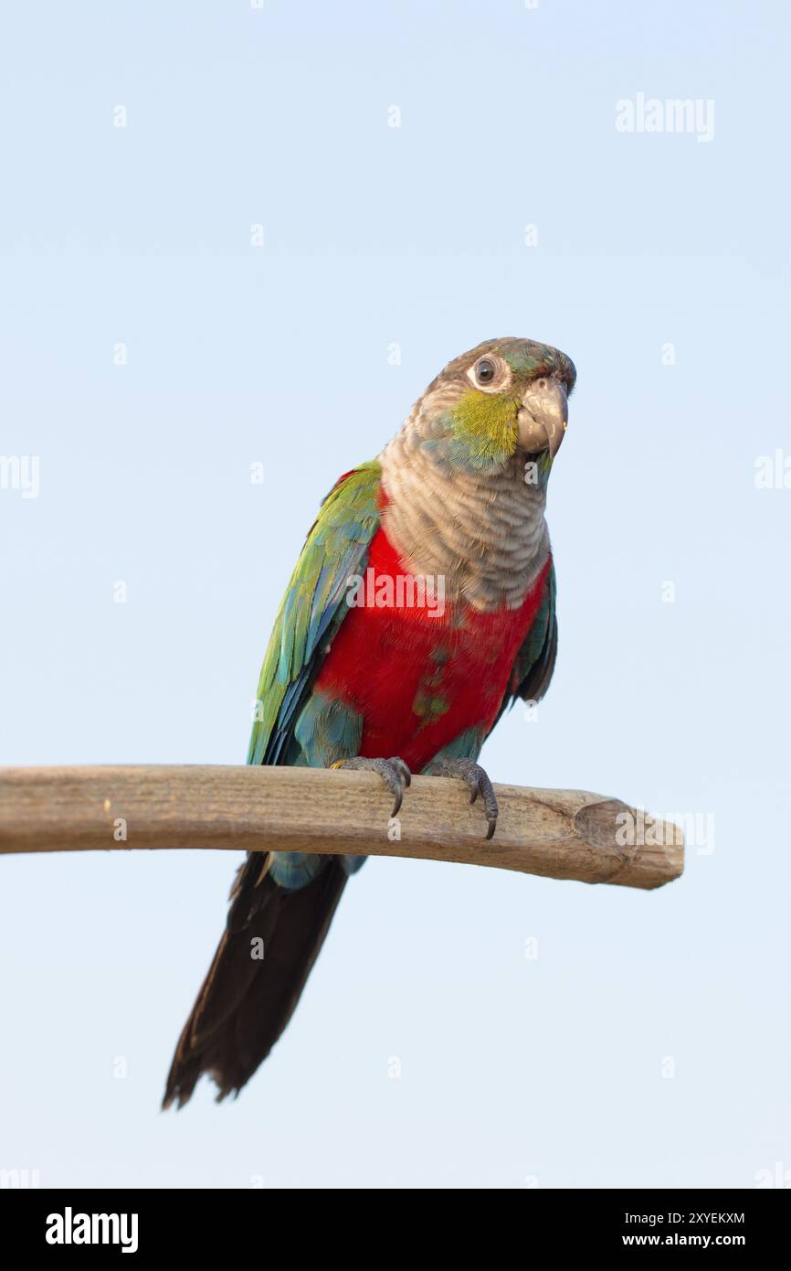 Lo parrot hi-res stock photography and images - Alamy