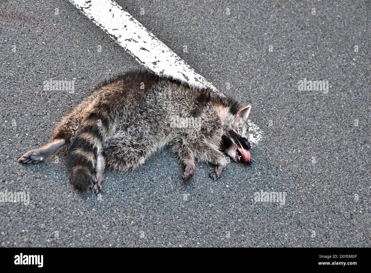 Dead raccoon in road hi-res stock photography and images - Alamy