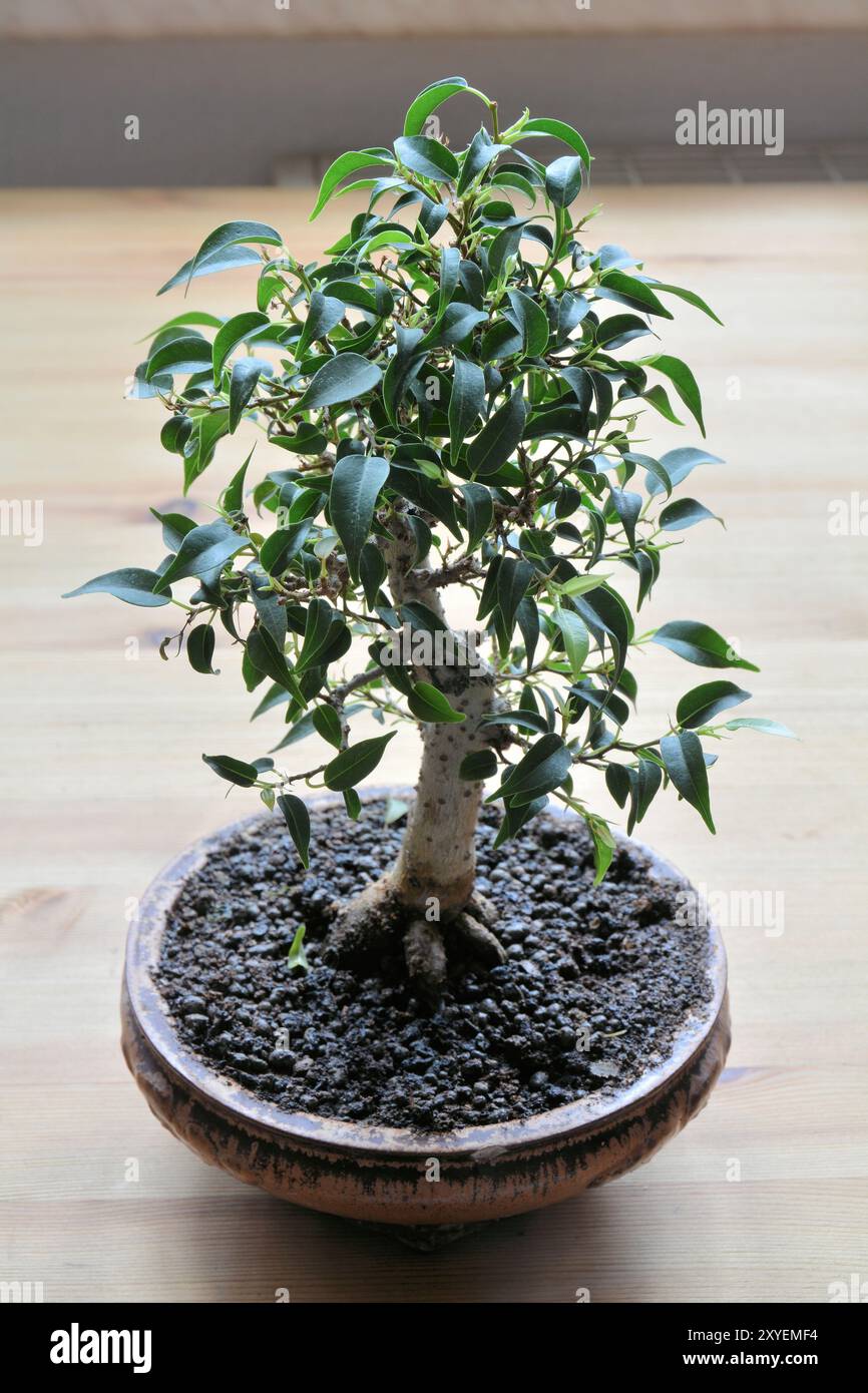 Log shaped table hi-res stock photography and images - Alamy