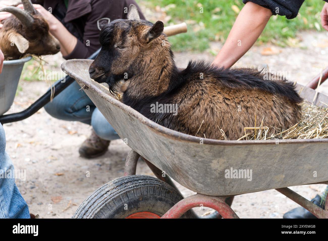 Sick goats in a wheelbarrow Stock Photo - Alamy