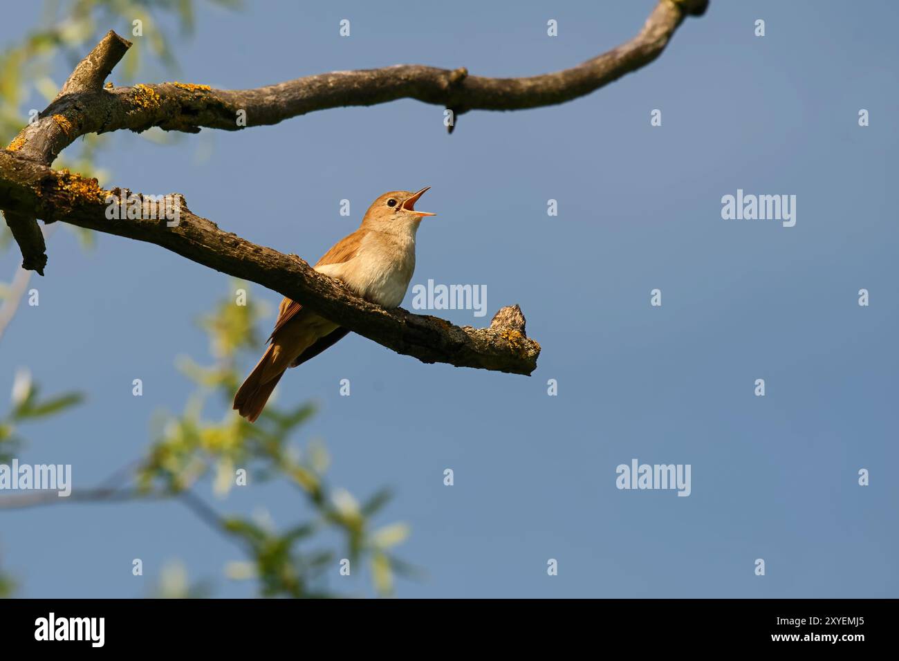 Nightingale singing in a tree Stock Photo - Alamy