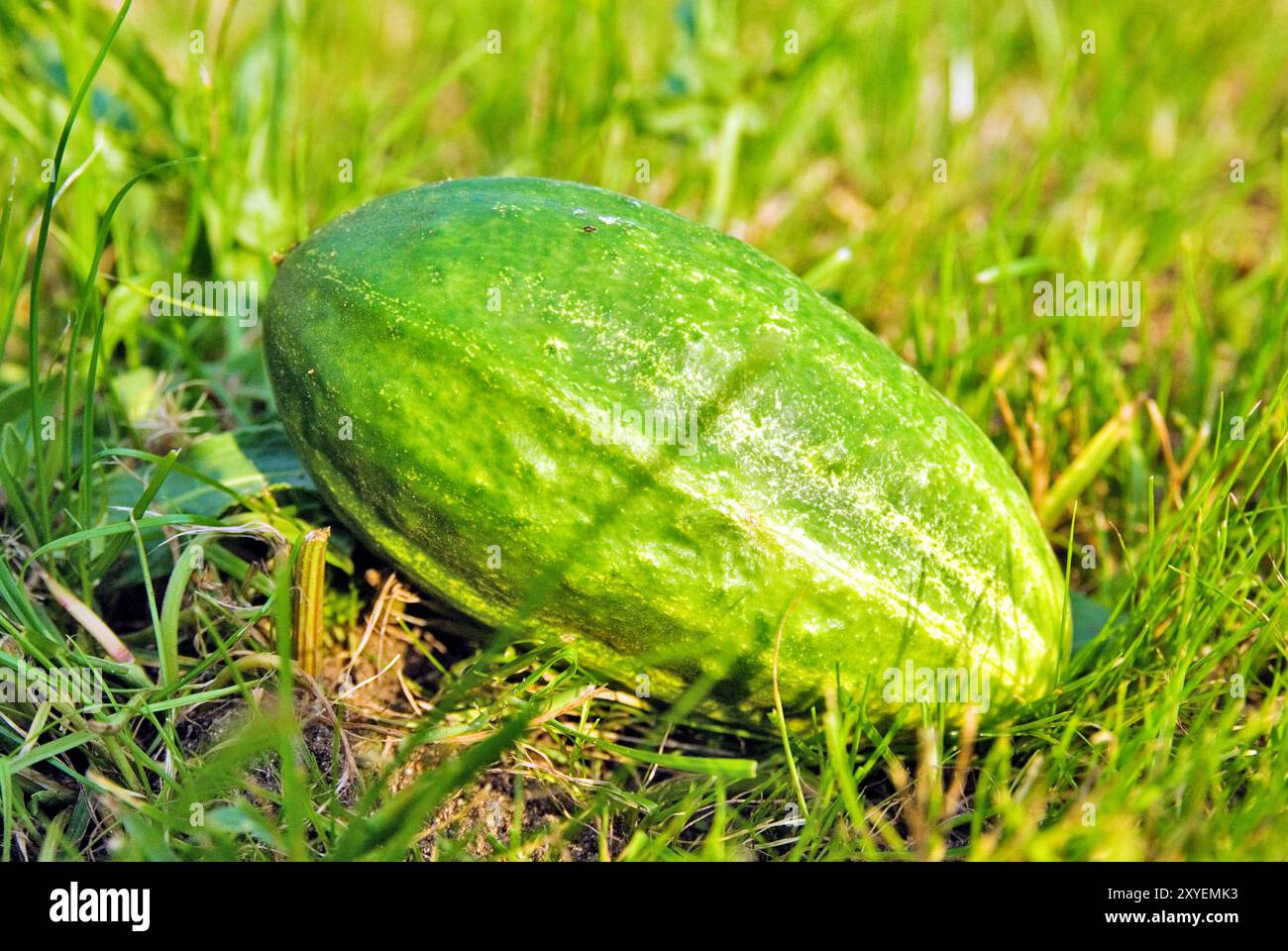 Cucumber in the grass Stock Photo - Alamy