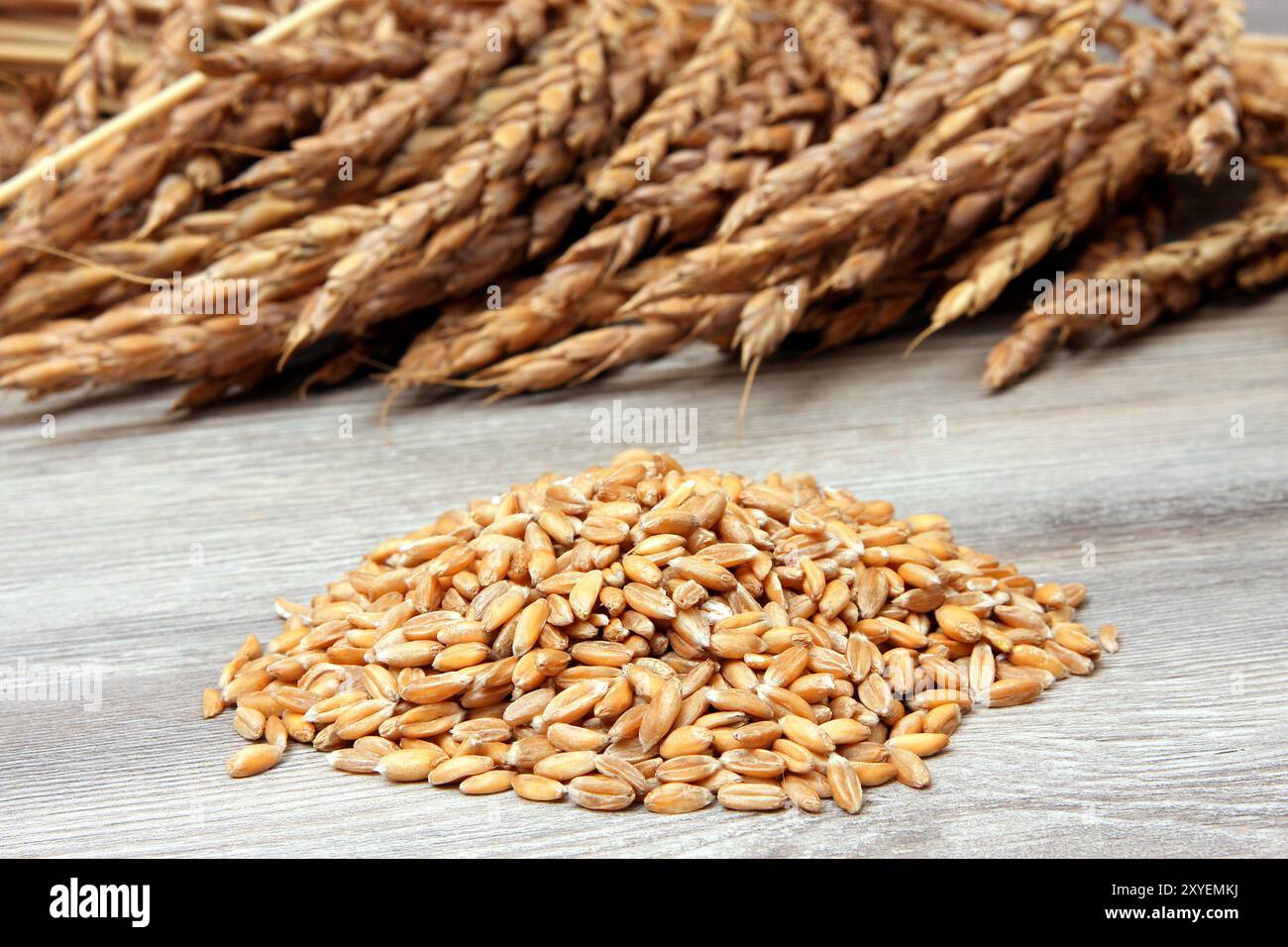 Spelt wheat triticum spelta spike hi-res stock photography and images ...