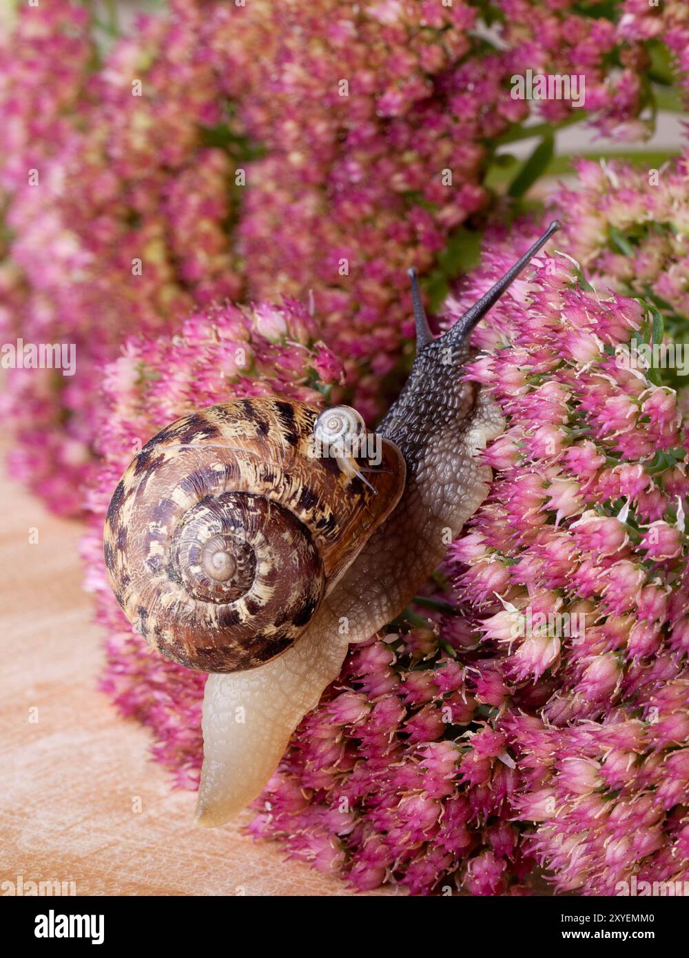 Spotted Roman snail carries small snail onto its house Stock Photo - Alamy