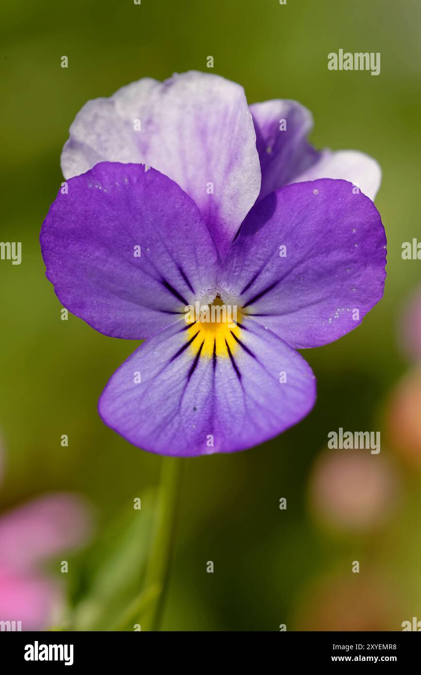 Early blooming violets hi-res stock photography and images - Alamy
