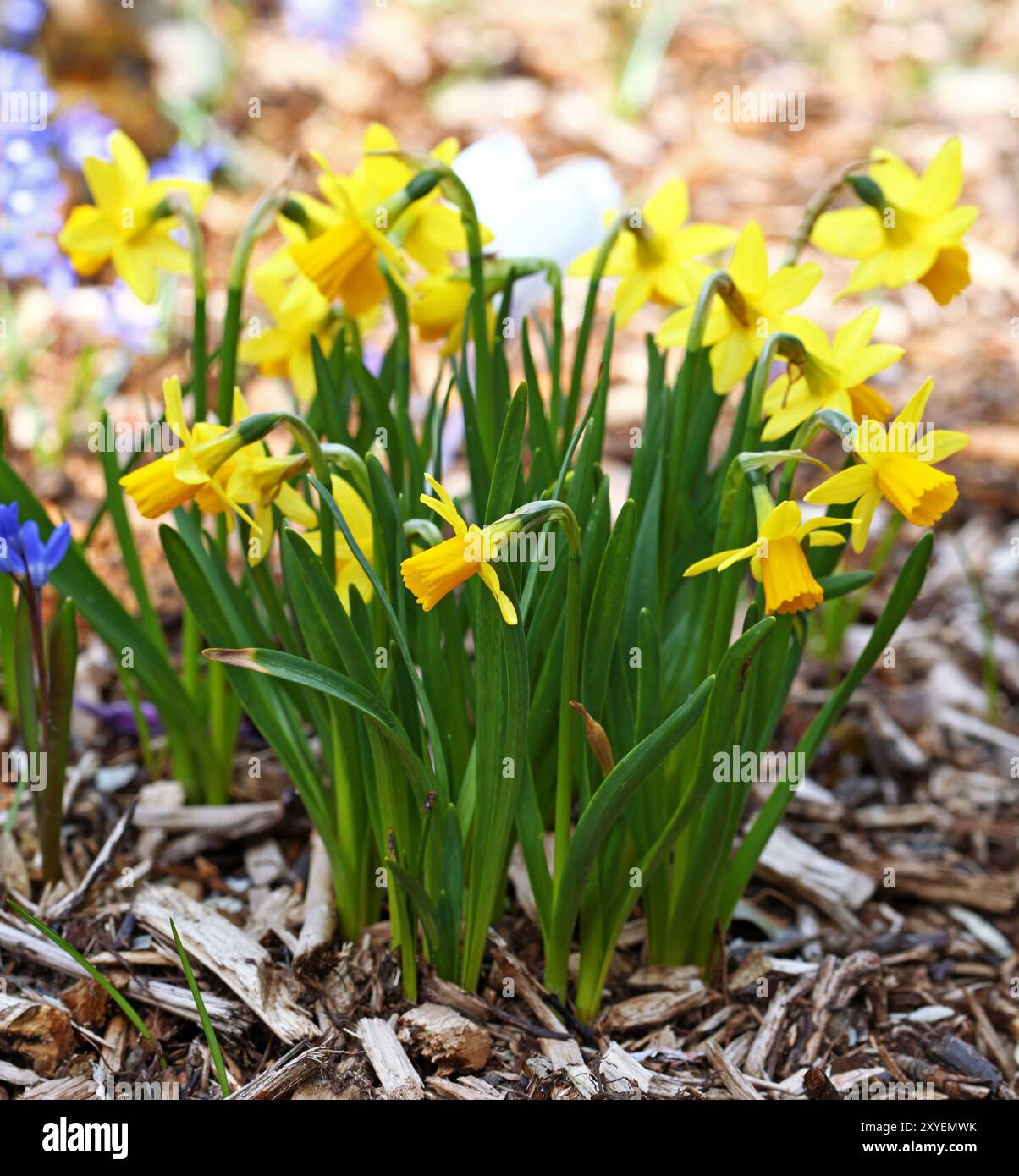Detailed daffodil photograph hi-res stock photography and images - Alamy