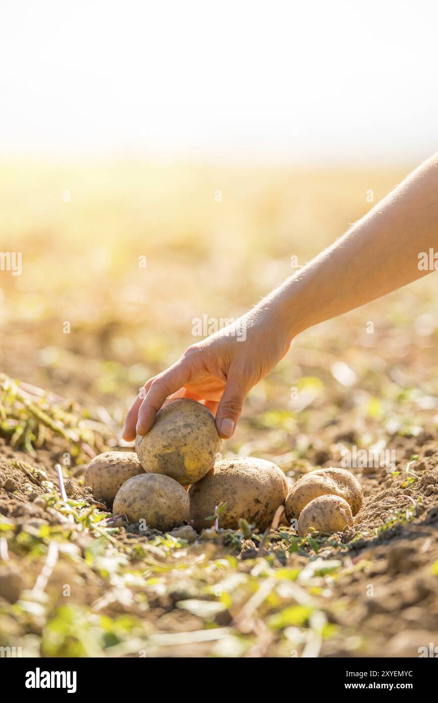 Farmer holding biological product potatoes hi-res stock photography and ...