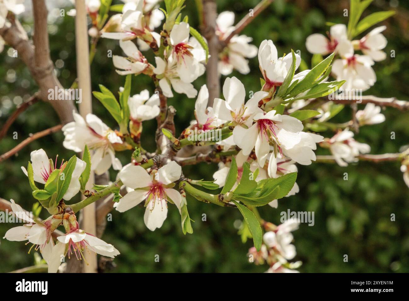 Branches rose flowers on plantation hi-res stock photography and images ...