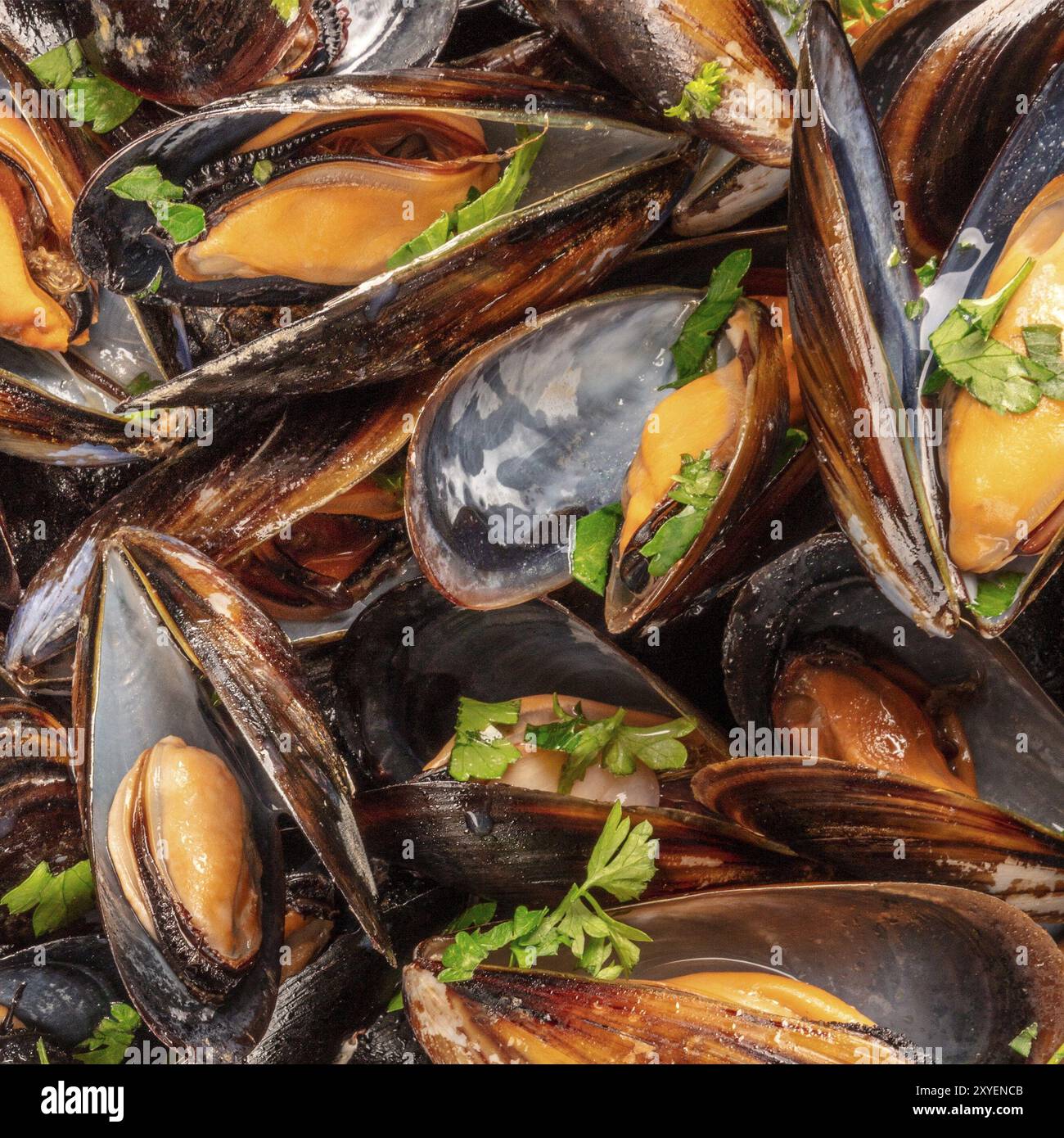 Variety of detailed shell designs hi-res stock photography and images ...