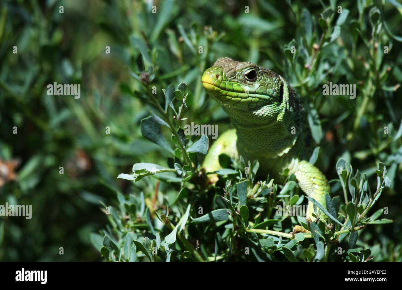 Camouflage lizards habitat hi-res stock photography and images - Alamy