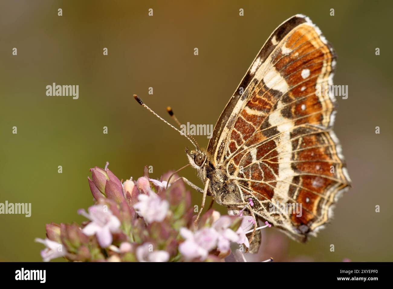 Carnation map hi-res stock photography and images - Alamy