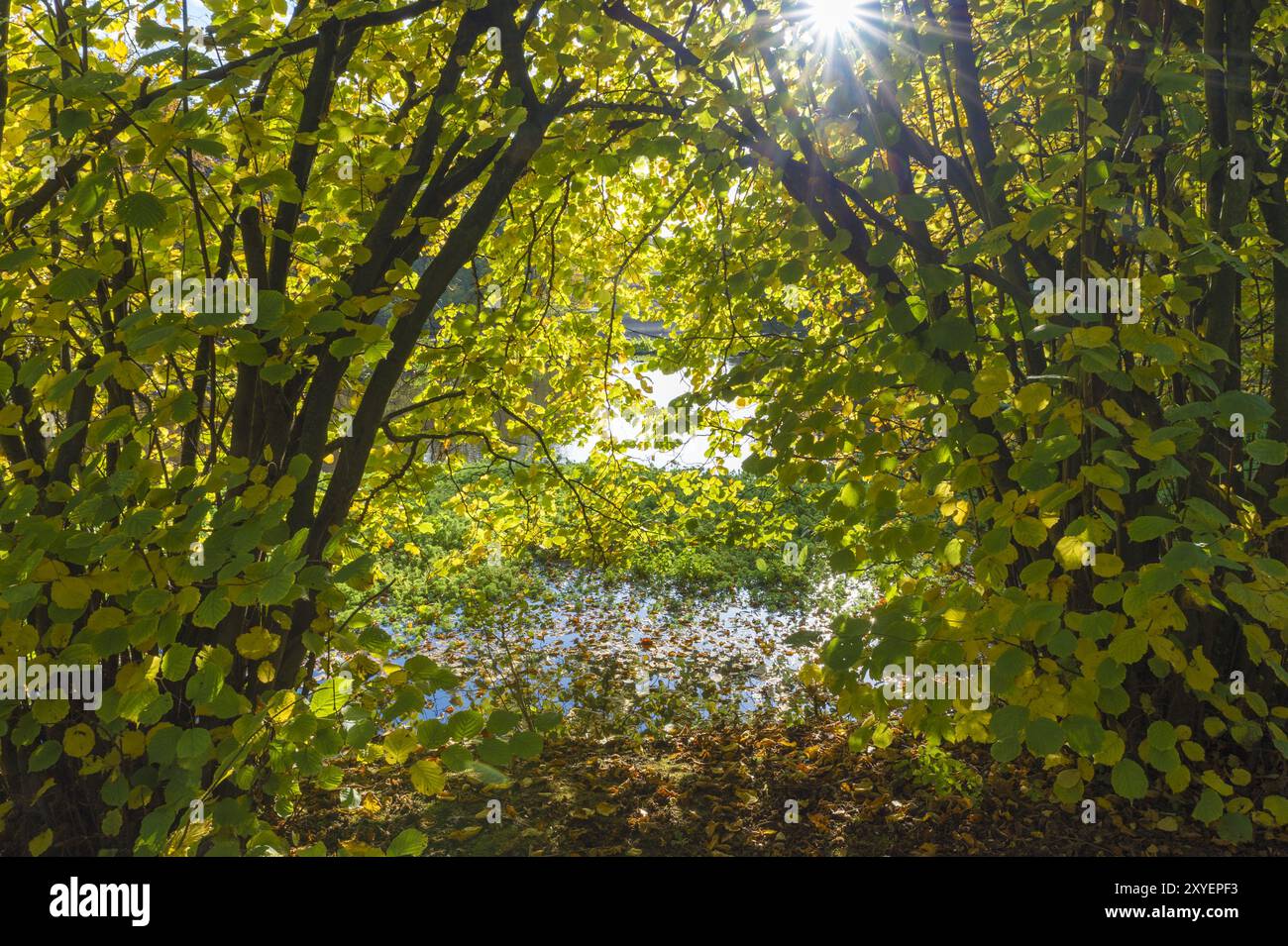 Rays against surface hi-res stock photography and images - Alamy