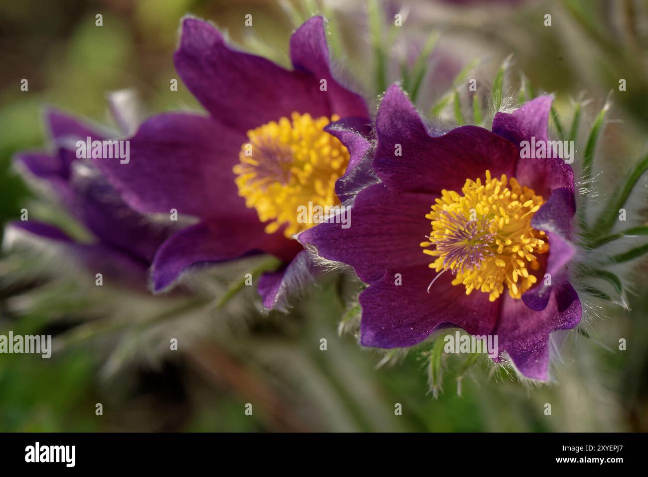 Kitchen bells hi-res stock photography and images - Alamy
