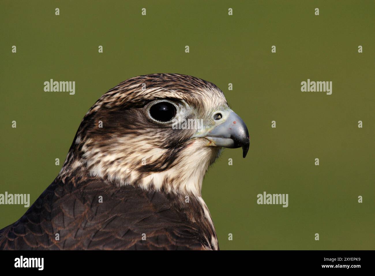 Portrait of a saker falcon Stock Photo - Alamy