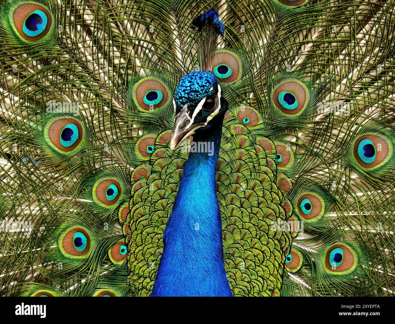 Perform the courtship displ hi-res stock photography and images - Alamy