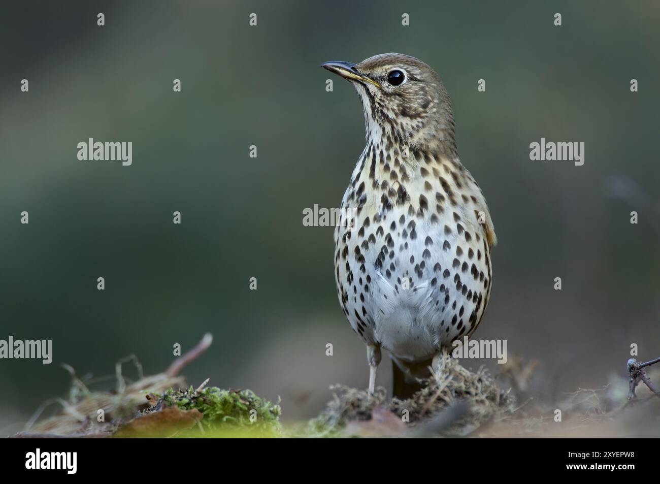 Song thrush photographs hi-res stock photography and images - Alamy