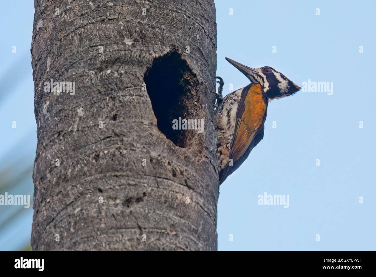 White-naped Woodpecker, Tissa lake, Sri Lanka, February 2019 Stock ...