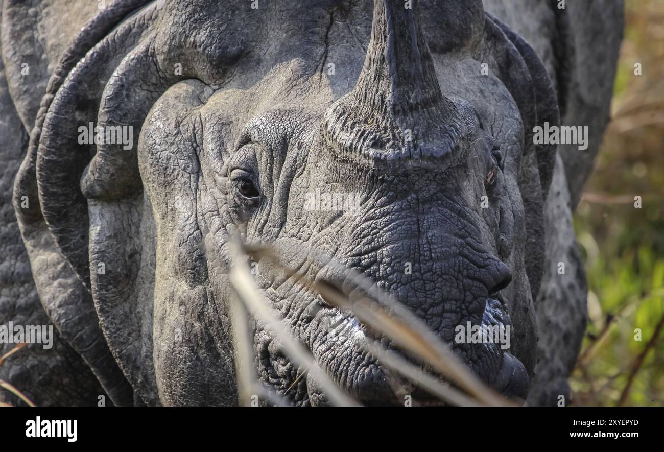 Profile picture of a One Horned Rhinoceros at the Chitwan National Park ...
