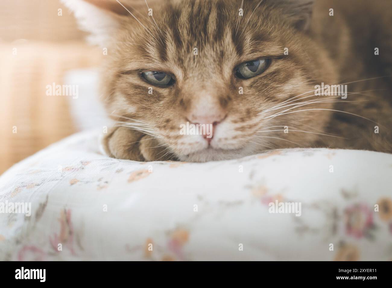 Cosy tabby pet cat sleeps hi-res stock photography and images - Alamy