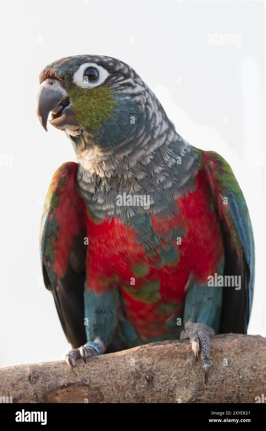 Lo parrot hi-res stock photography and images - Alamy