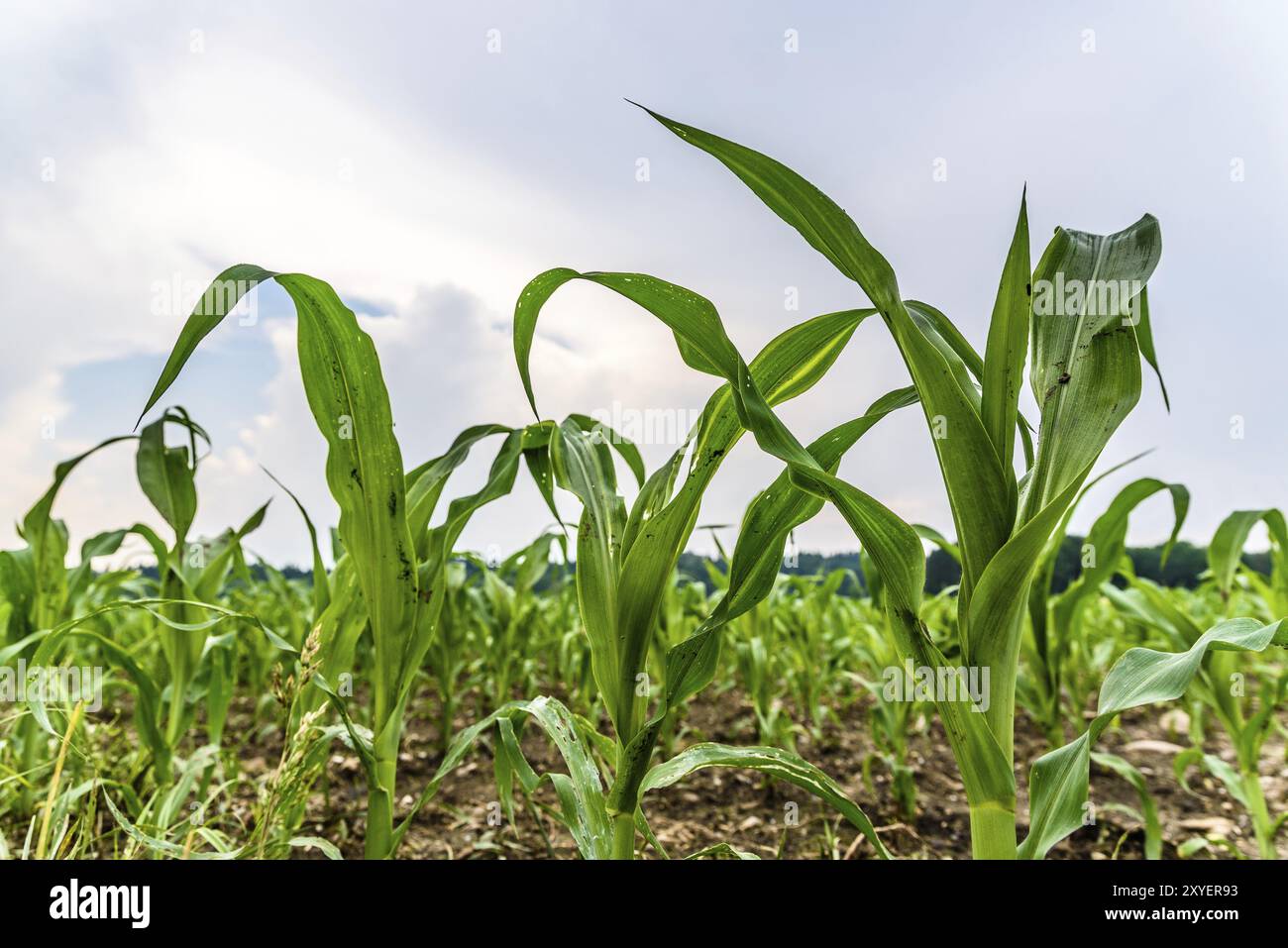 Agriculture shot rows young corn hi-res stock photography and images ...