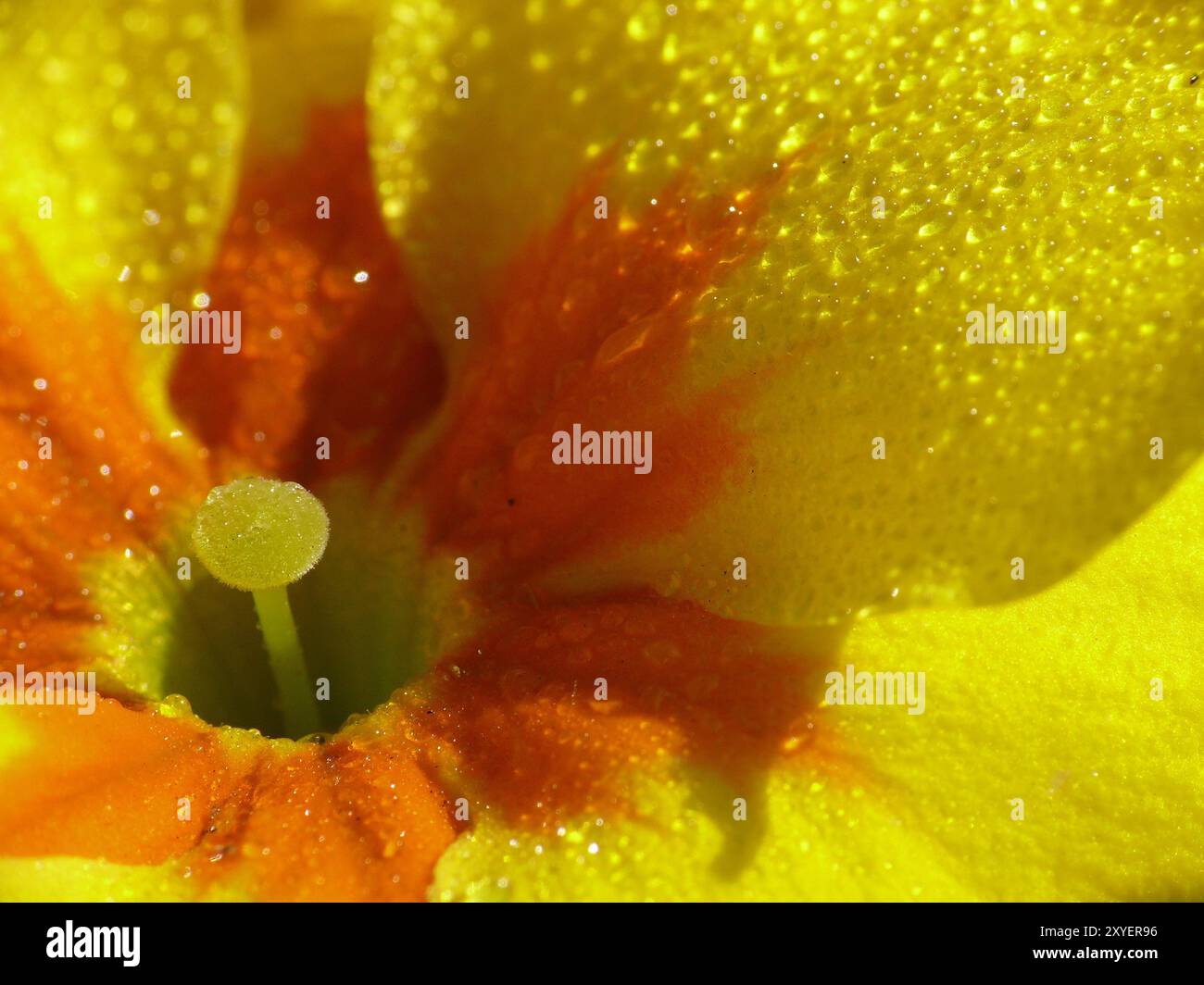 Primel plant hi-res stock photography and images - Alamy