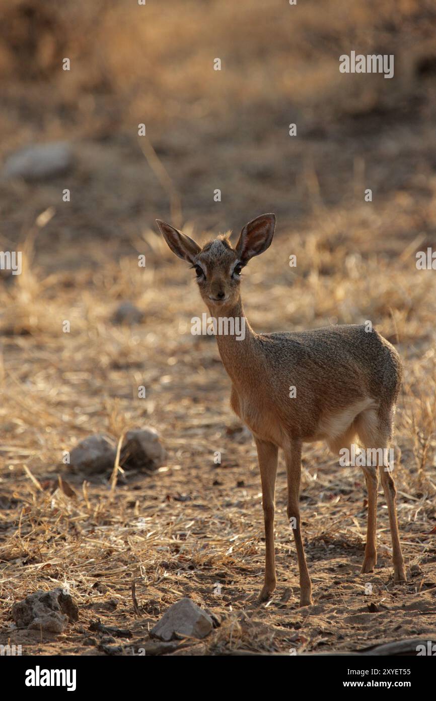 Damara dikdik (Madoqua damarensis), one of the smallest antelope ...