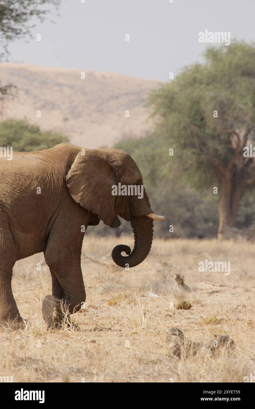 Desert elephant in the dry riverbed of the Huab River, Damaraland ...