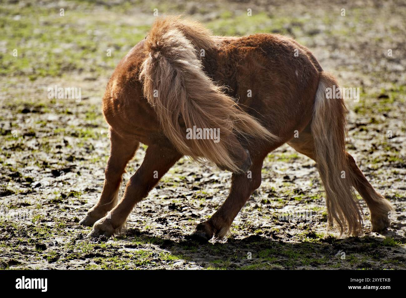 Male with pony tail side view hi-res stock photography and images - Alamy