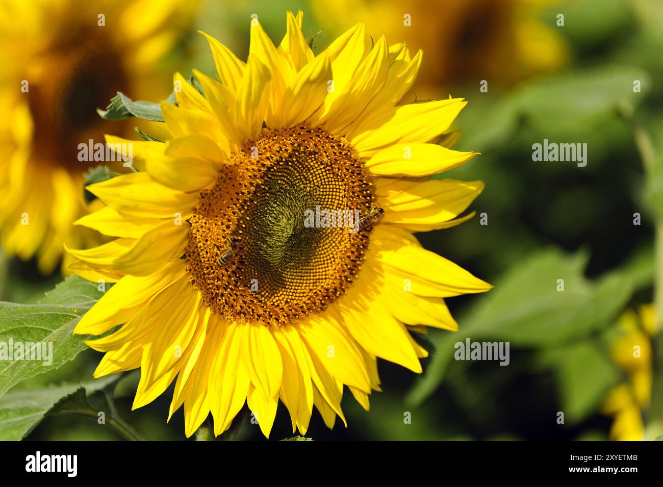 Single blossom of a sunflower Stock Photo - Alamy