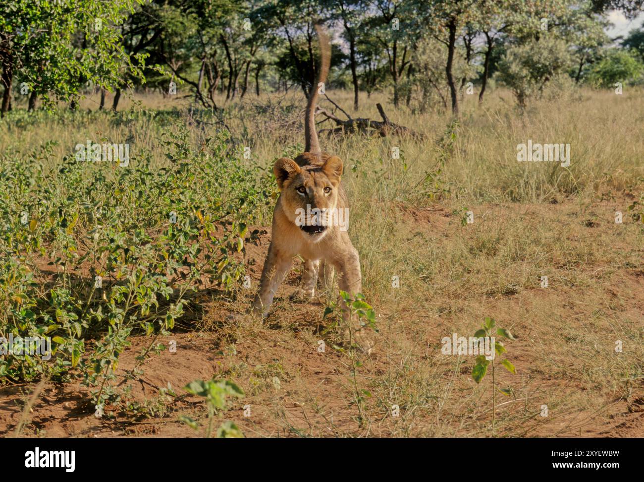 The lion (Panthera leo) is a large cat of the genus Panthera, native to ...