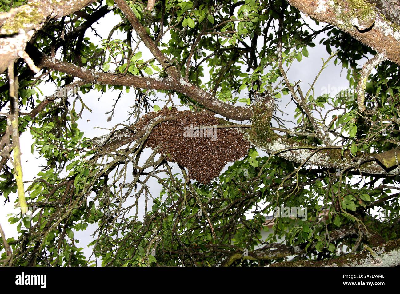 Swarm of bees Stock Photo - Alamy