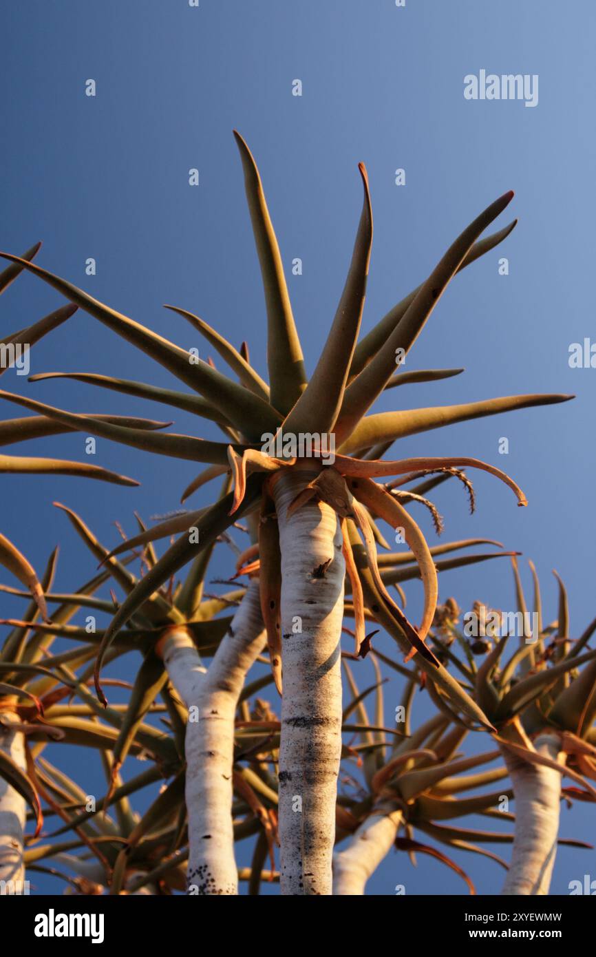 Branches of the quiver tree, photographed in Namibia Stock Photo - Alamy