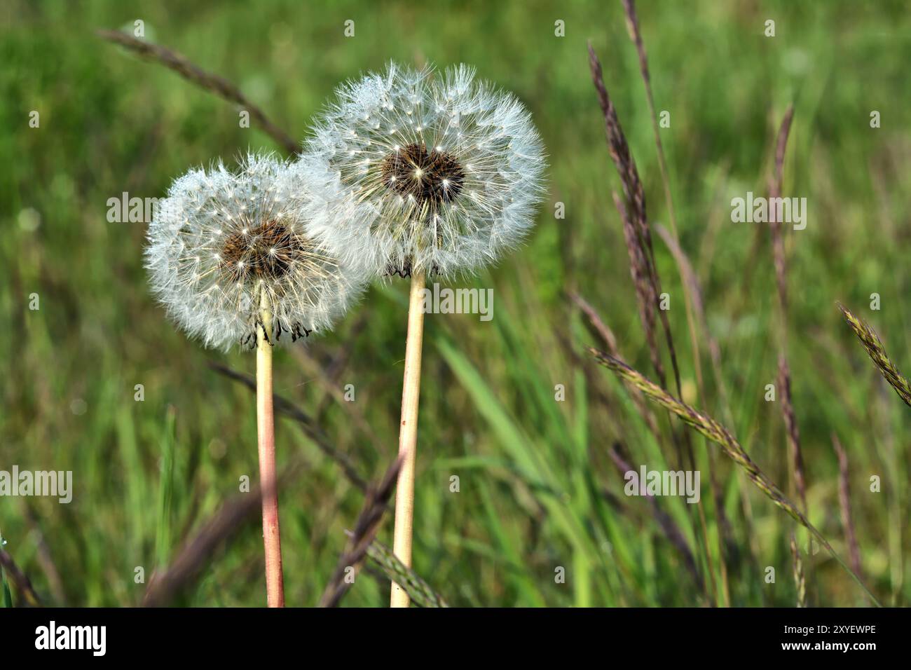 Many flowering dandelions taraxacum officinale hi-res stock photography ...