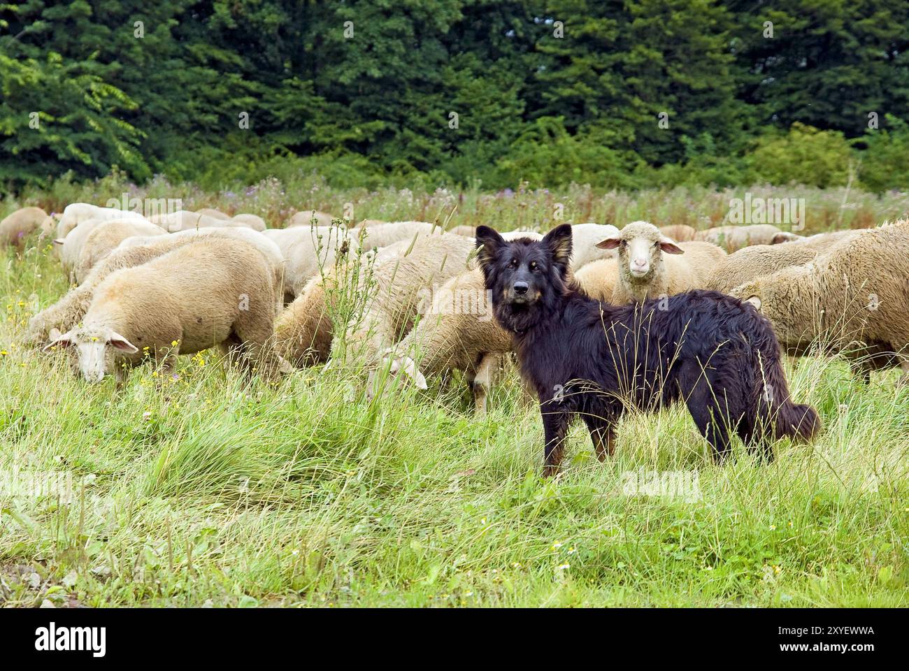 Sheepdog and flock of sheep Stock Photo - Alamy