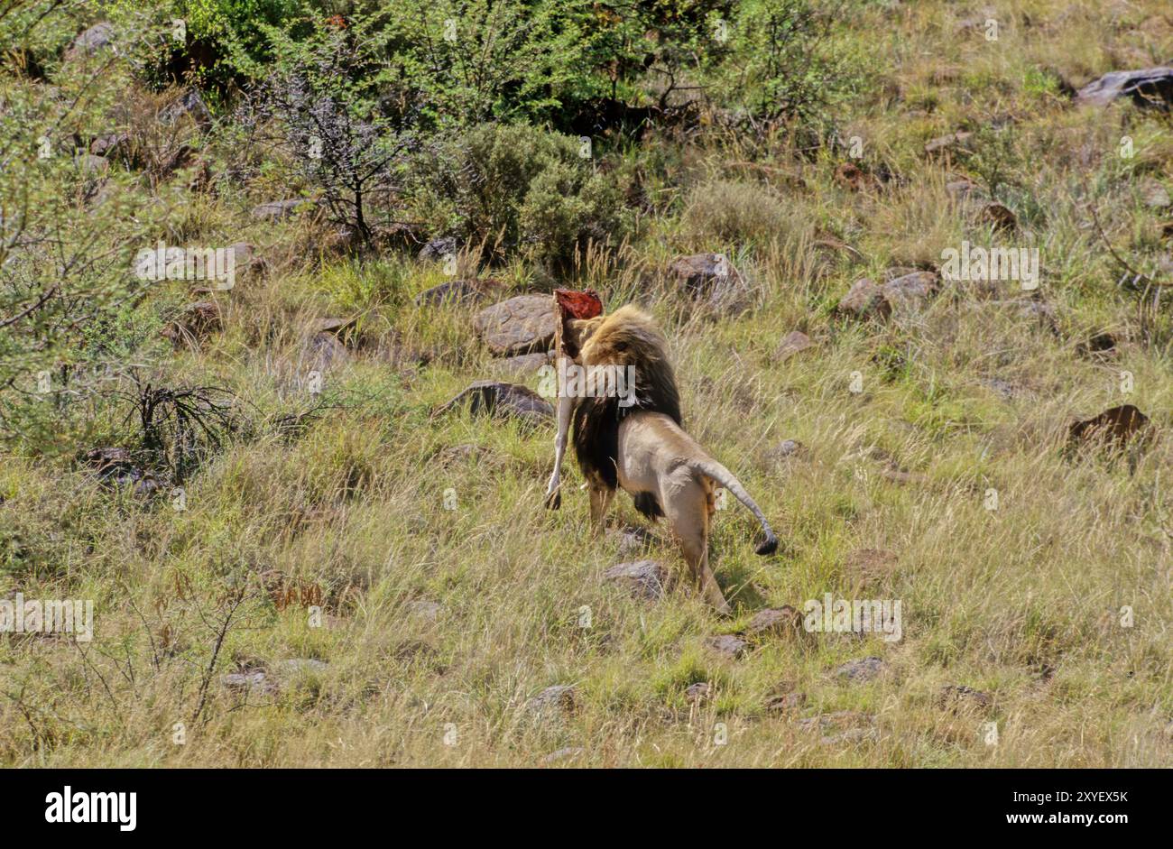 The lion (Panthera leo) is a large cat of the genus Panthera, native to ...