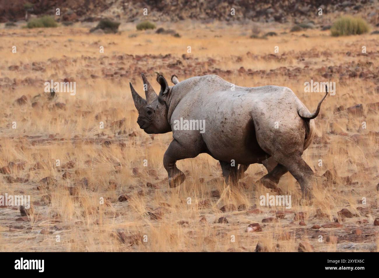 Black rhinoceros (Diceros bicornis), mother with child. Taken in ...