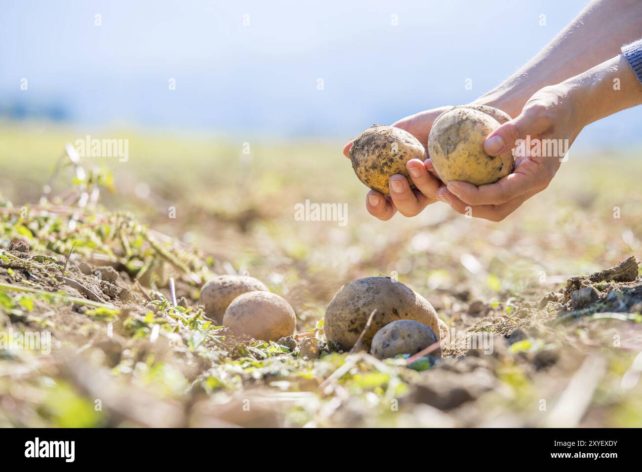 Potato in hands farmer potatoes hi-res stock photography and images - Alamy