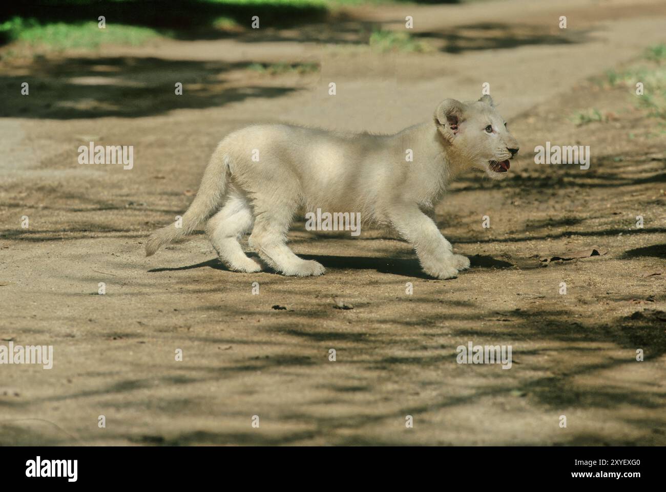 The white lion is a rare colour mutation of the lion, specifically the ...