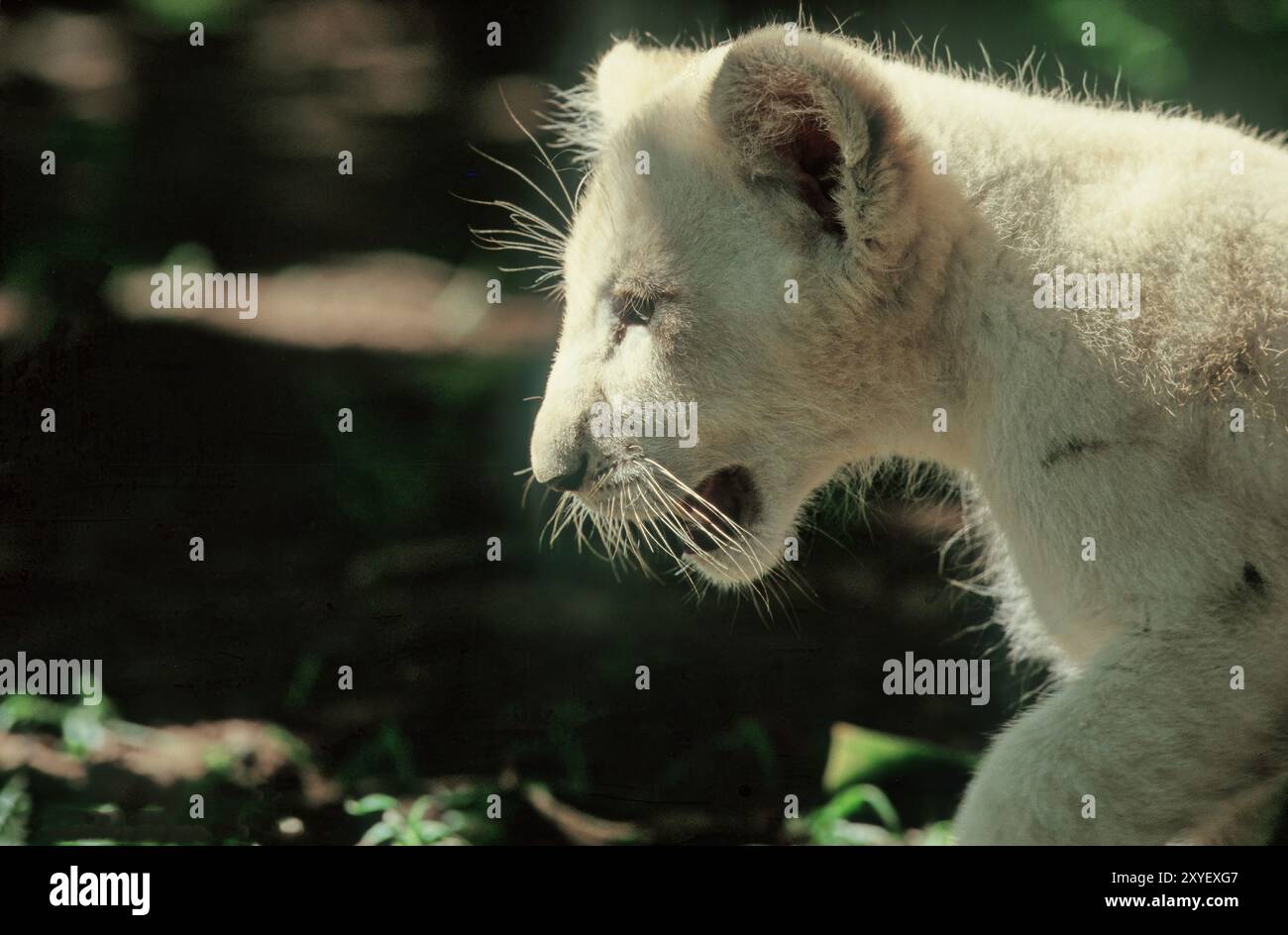 The white lion is a rare colour mutation of the lion, specifically the ...
