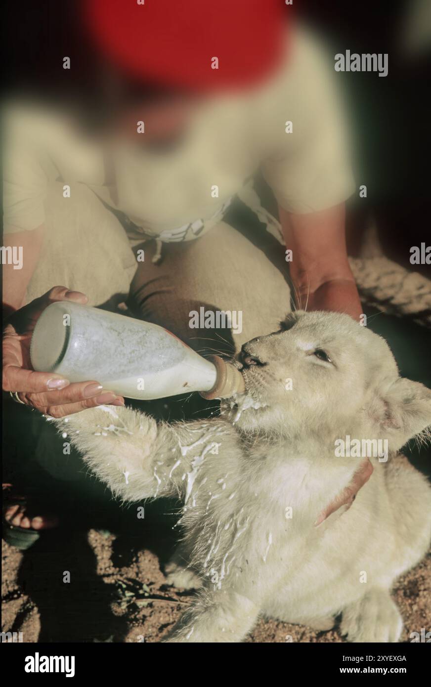 The white lion is a rare colour mutation of the lion, specifically the ...