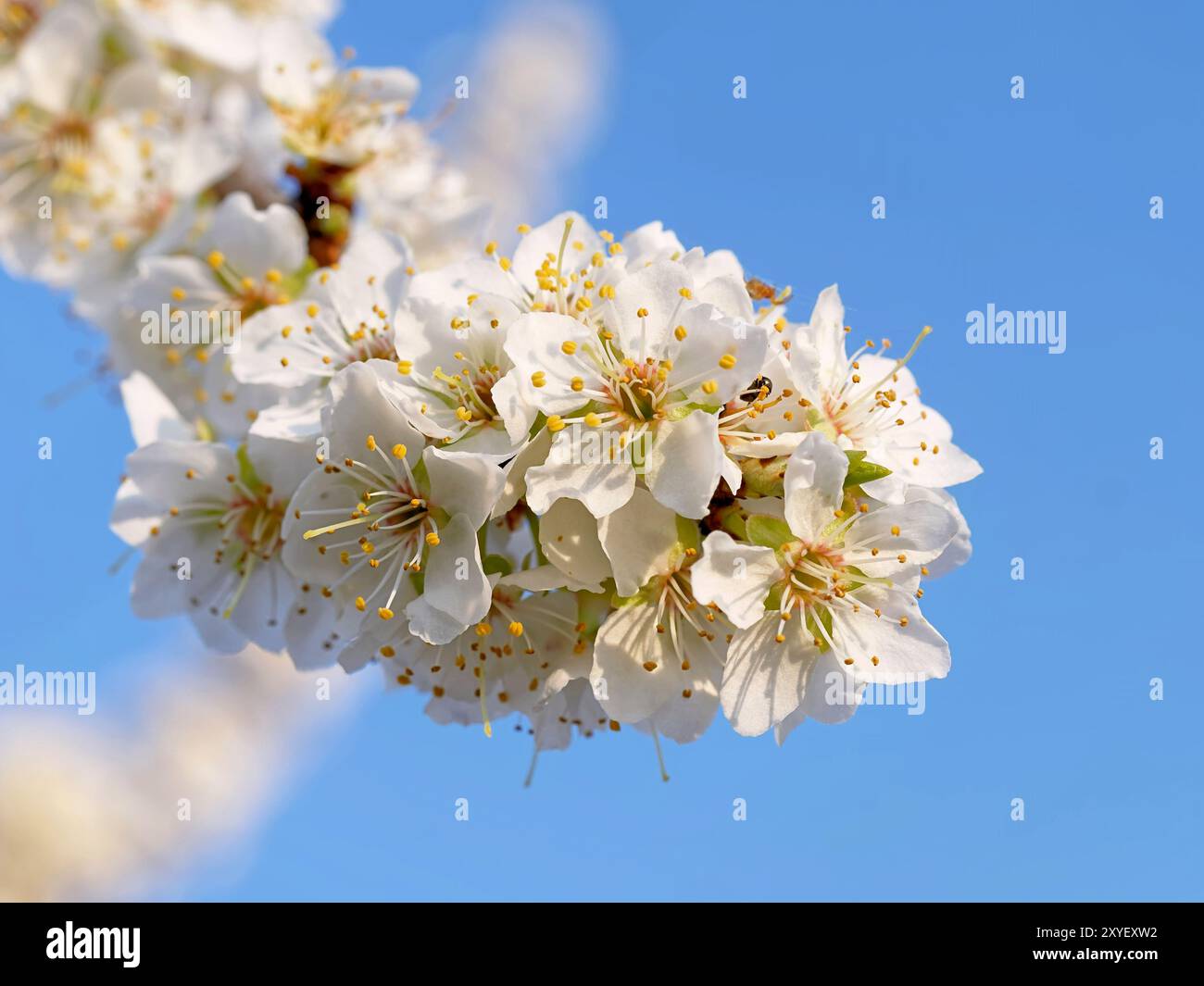 Plantation fruit trees plum hi-res stock photography and images - Alamy