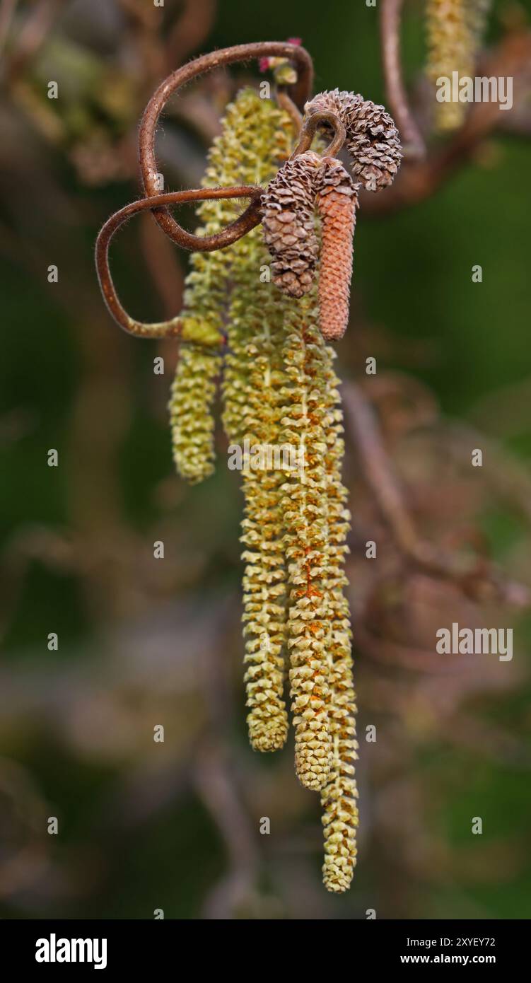 Hazelnut bush, male inflorescence Stock Photo - Alamy
